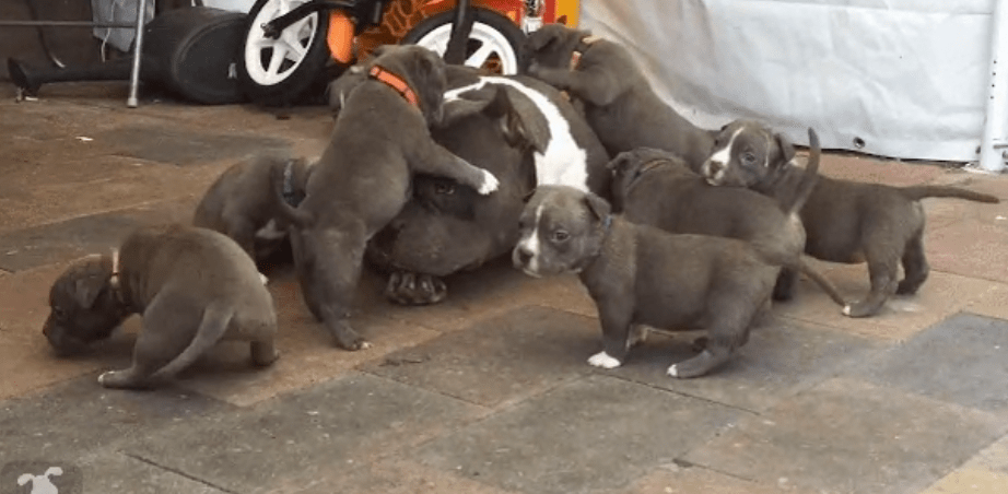 Watching This Chubby Pitbull Slowly Adjust to Being a Big Brother Will ...