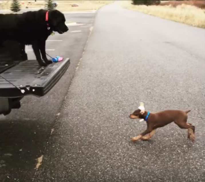 Watching This Little Dog Try to Follow His Big Pal Will Leave You in ...