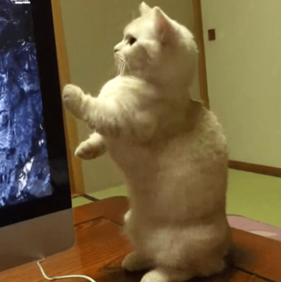If You Think This Curious Cat Is Cute Now, Just Wait Until It's ...