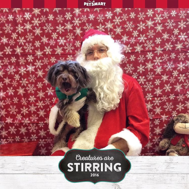 12 Most Hilarious Photos of Dogs Meeting Santa | Woman's World
