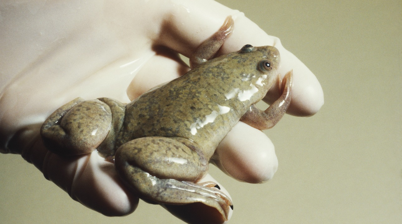 African Clawed Frog Used to Tell Women Whether They Were Pregnant
