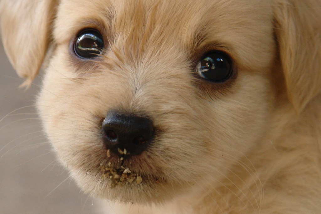 Dogs Know When To Turn On The Puppy Dog Eyes Dogs Know When To Turn On The Puppy Dog Eyes