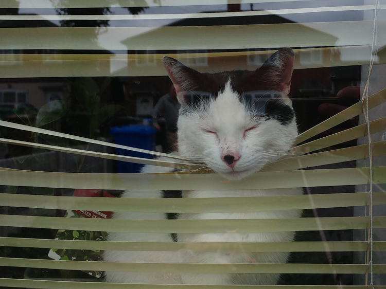 Abandoned Blind Cat and Furry Best Friend Find Forever Home Together