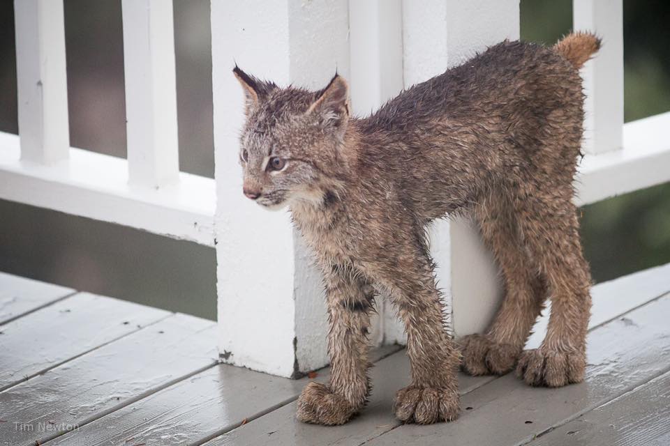 Photographer Wakes Up to Lynx Mama and Her Cubs Playing on His Deck