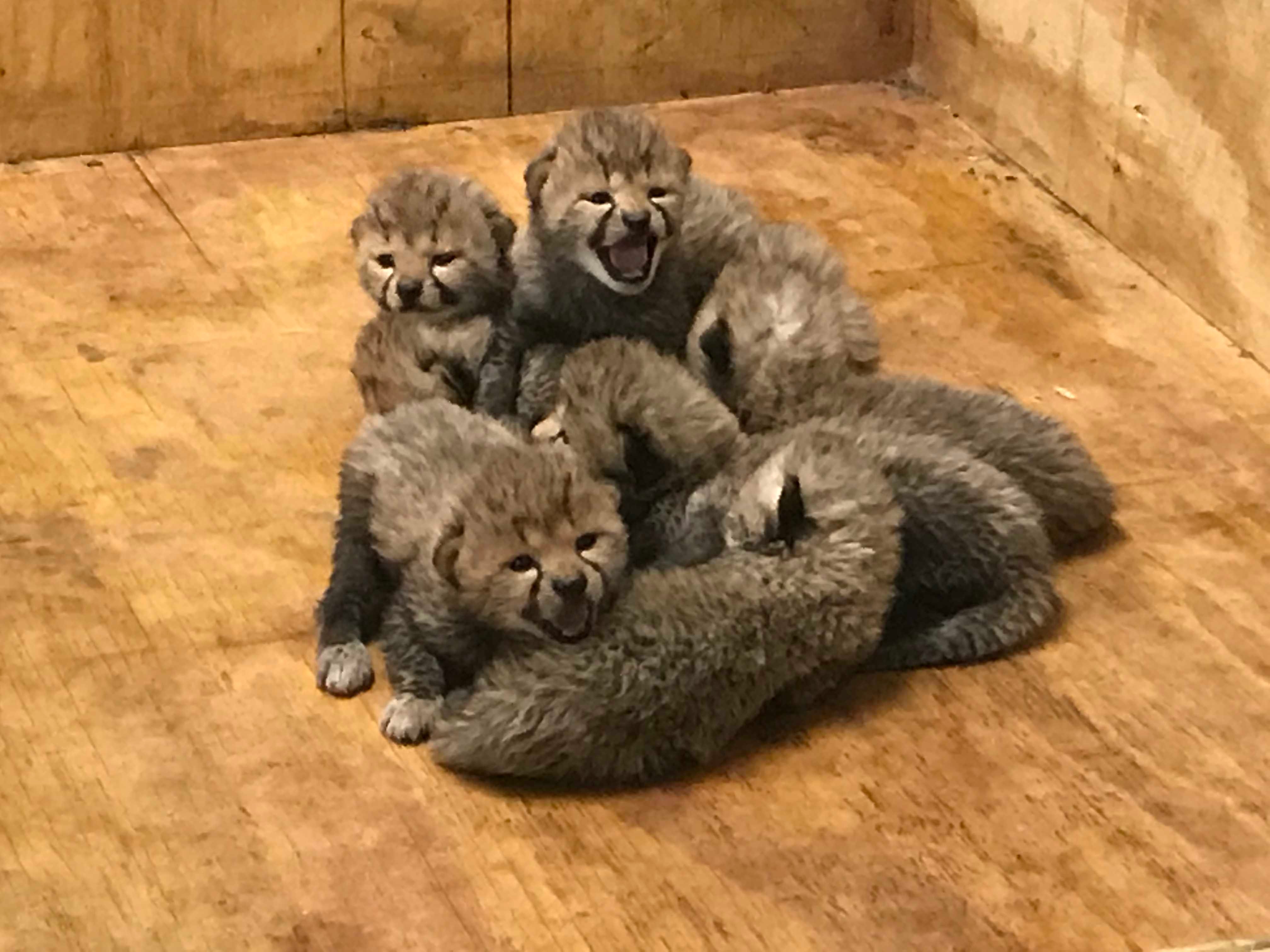 Cheetah Give Birth to Record Eight Cubs
