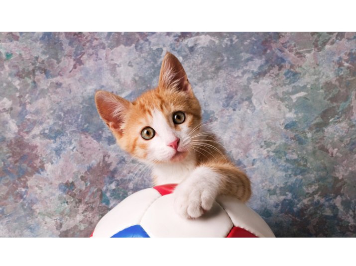 Cats Are Left- or Right-Pawed and It Says a Lot About Their Health