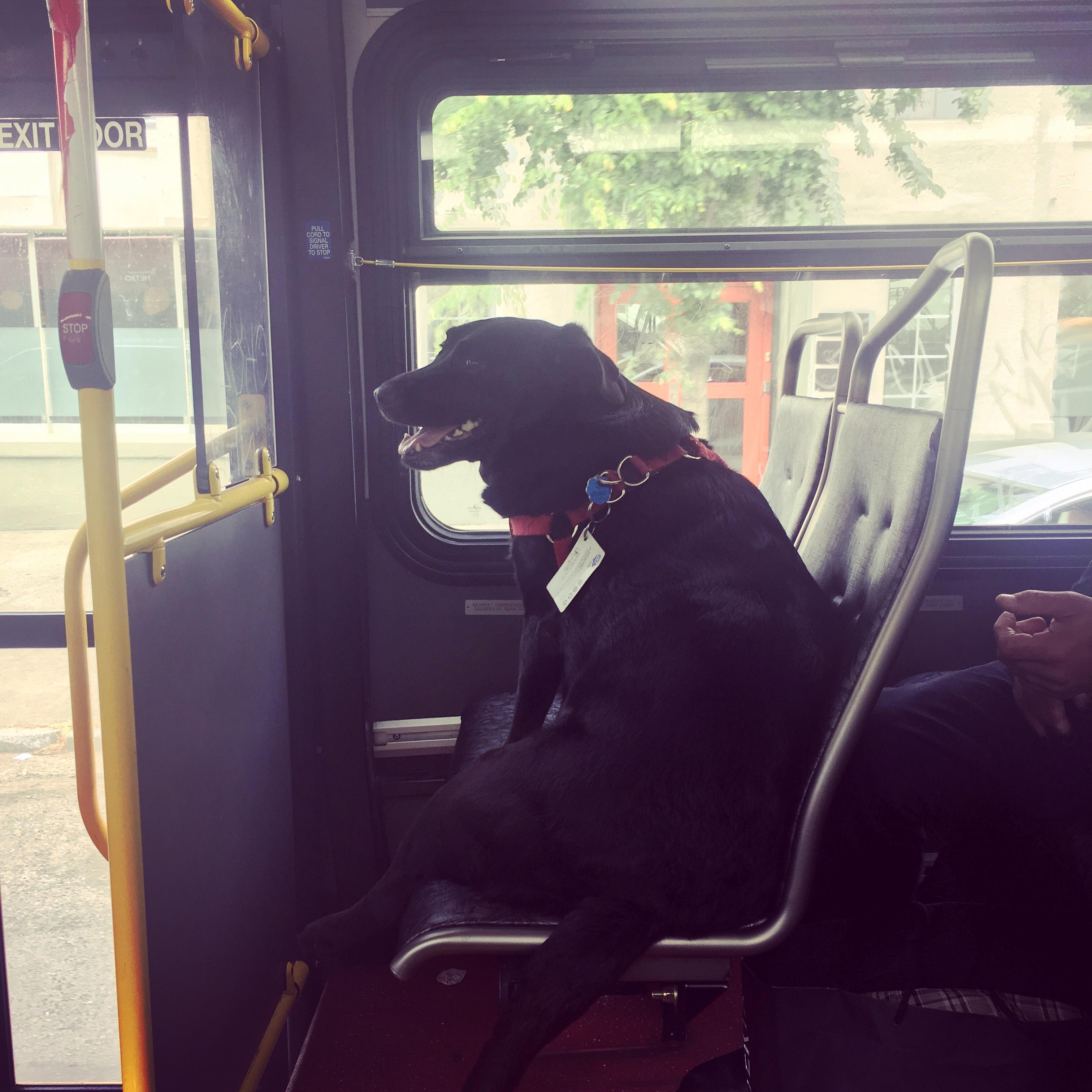 Independent Pup Has Her Own Bus Pass so She Can Go to the Park