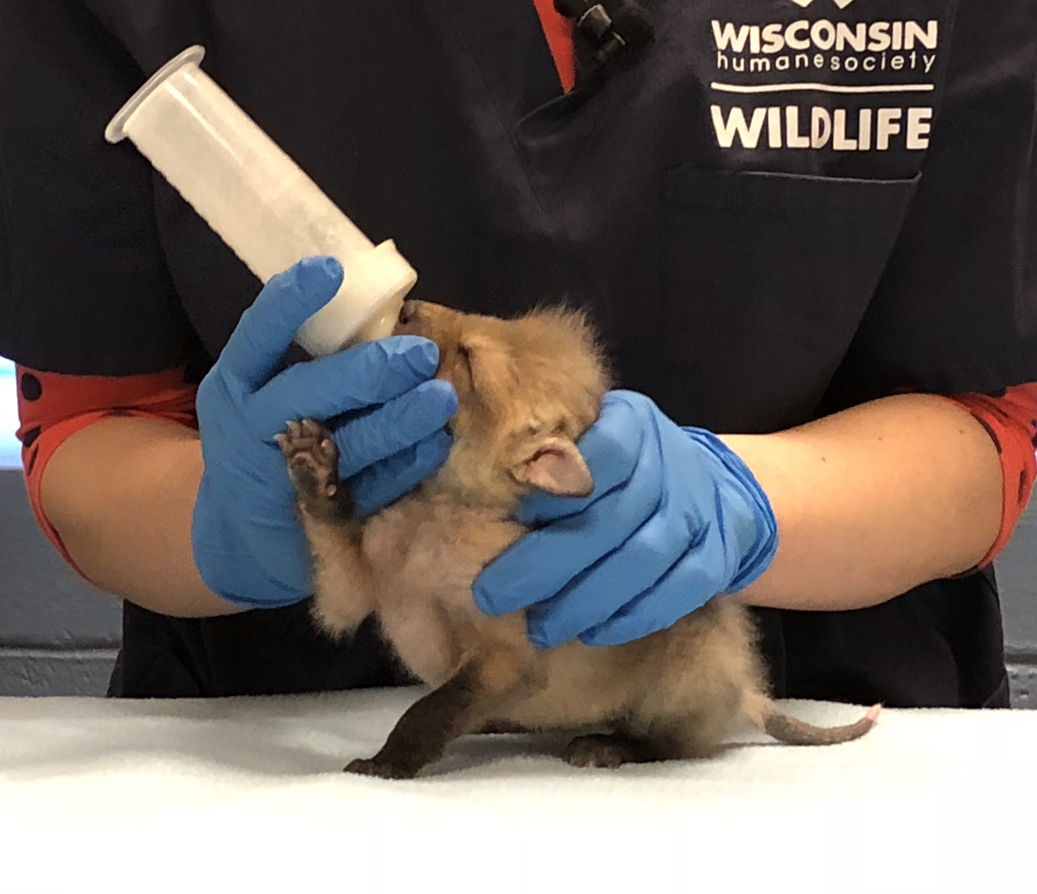 Baby Fox Found Scared and Alone Finally Rescued