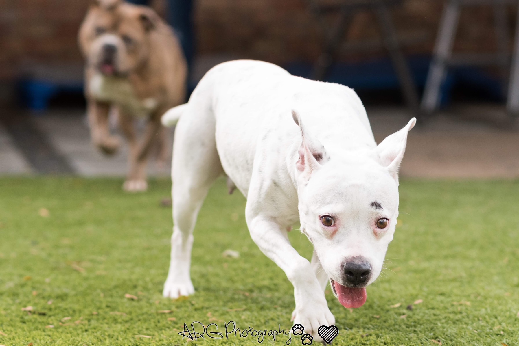 Meet Buttons, The ‘Crooked’ Dog With a Fur-Ever Friend Who Helps Him Thrive