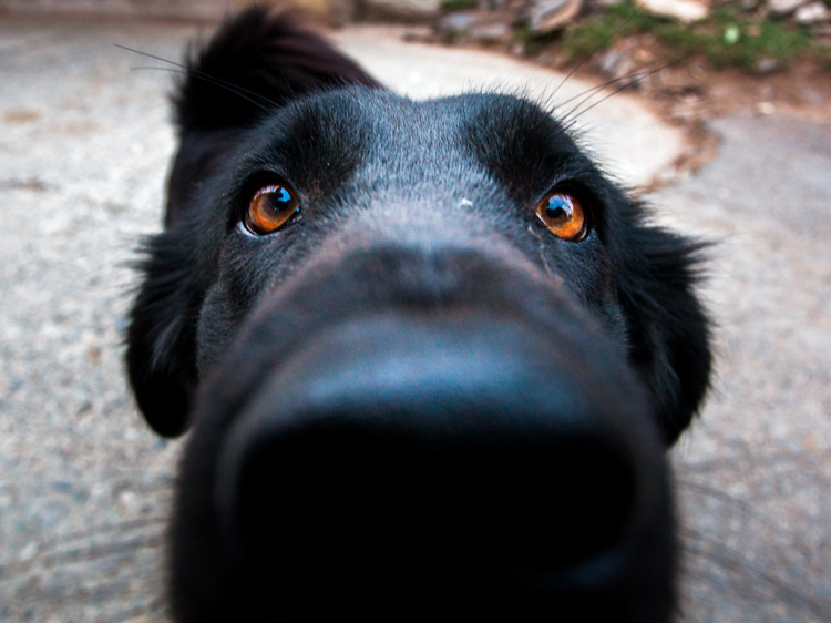 Dogs Trying the 'Snoot Challenge'