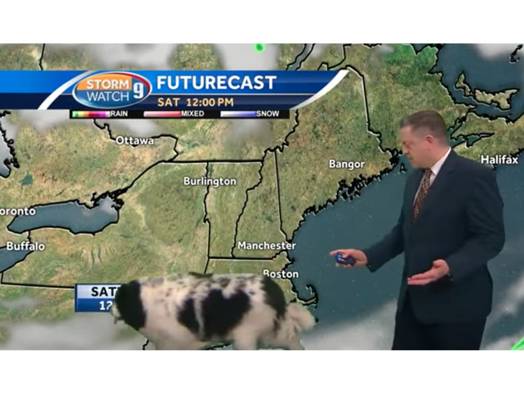 Newfoundland Dog Surprises Meteorologist by Walking on Set During ...