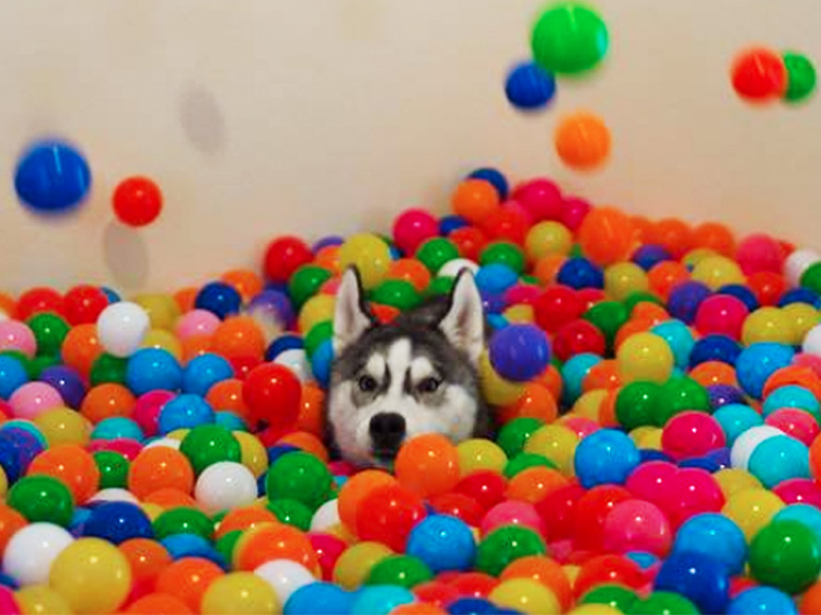 Happy Husky Lives Best Life in Ball Pit Thanks to Owner