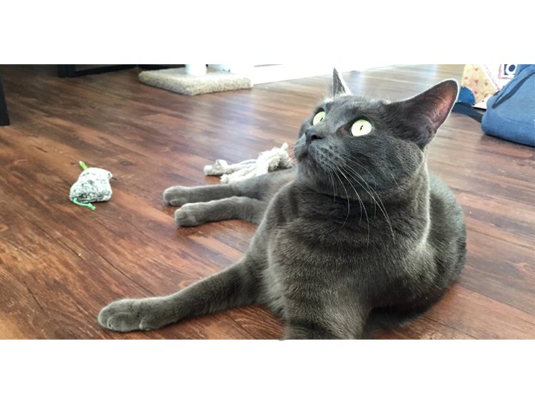Cats on Catnip Photos That Are Adorably Hilarious