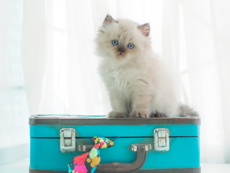 Wondering, 'Does My Cat Miss Me?' Here's How to Tell