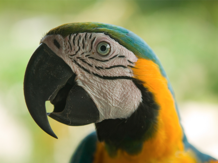 Parrots Blushing Is the Cutest Thing We've Seen All Day
