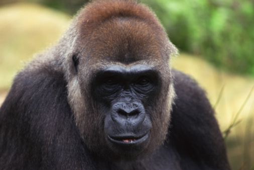 Bobo the Gorilla Plays With Tiny Bush Baby
