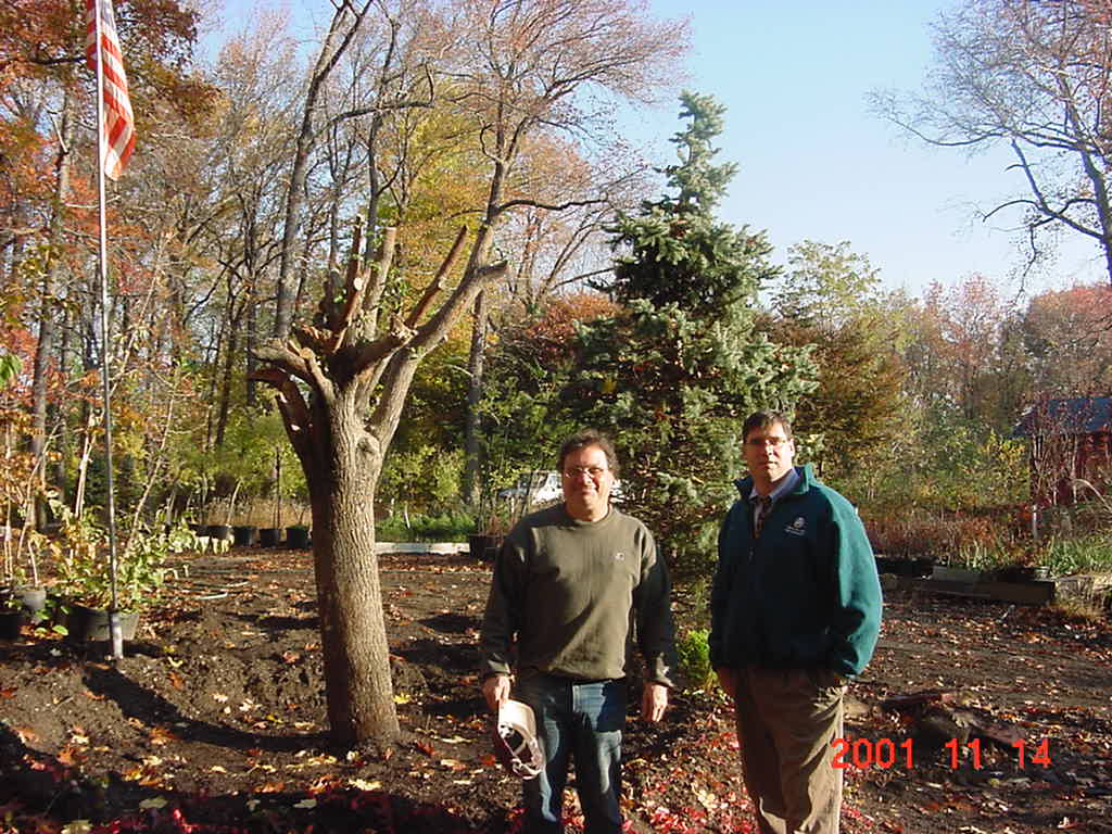 The 9/11 Survivor Tree Is a Reminder of Resilience and Rebirth