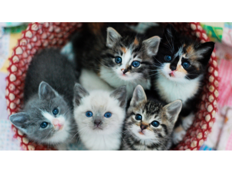 Cat Personalities Exist and You'll Recognize Your Pet's Instantly