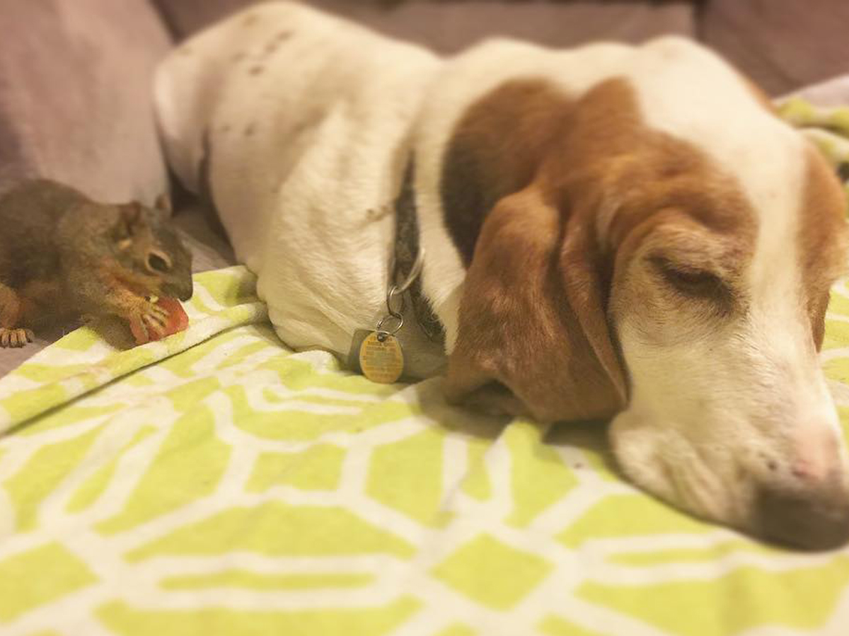 This Basset Hound and Squirrel Are the Cutest Best Friends