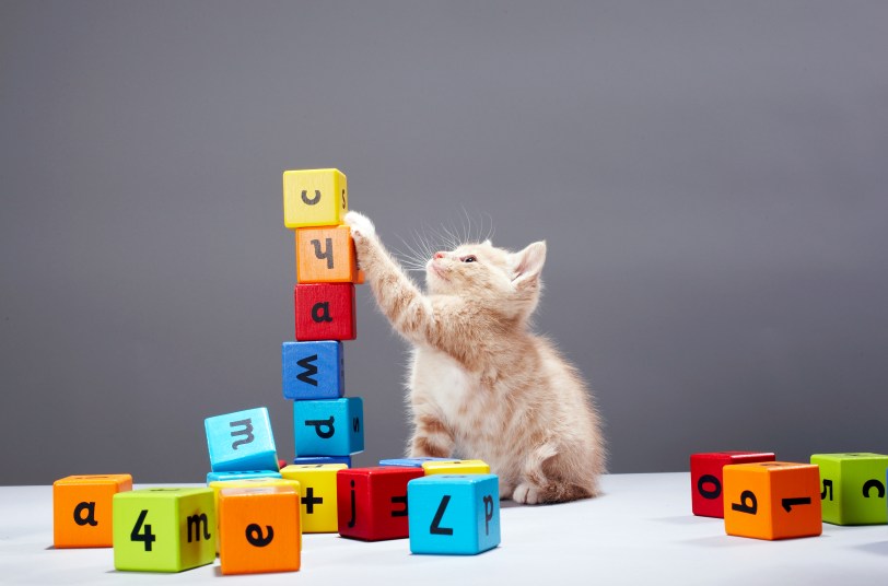 Not Sure What To Name Your Cat Go For Something Cutesy Not Sure What To Name Your Cat Go For Something Cutesy