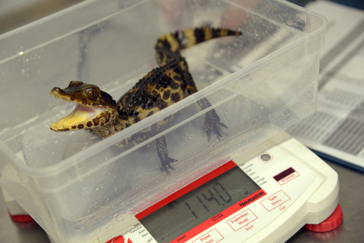 Adorable Baby Animals Being Weighed