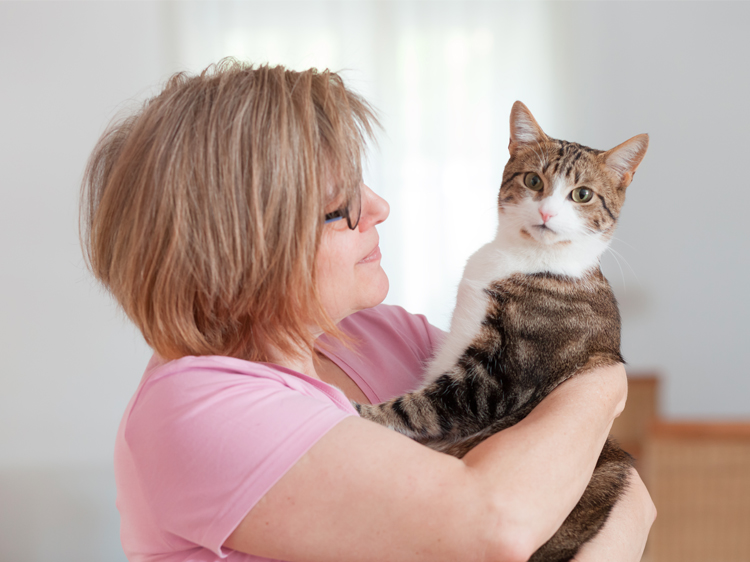 Do Cats Go Through Menopause?