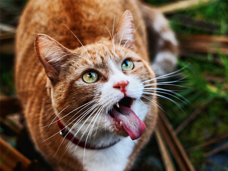 Why Do Cat Tongues Have 'Spines'?