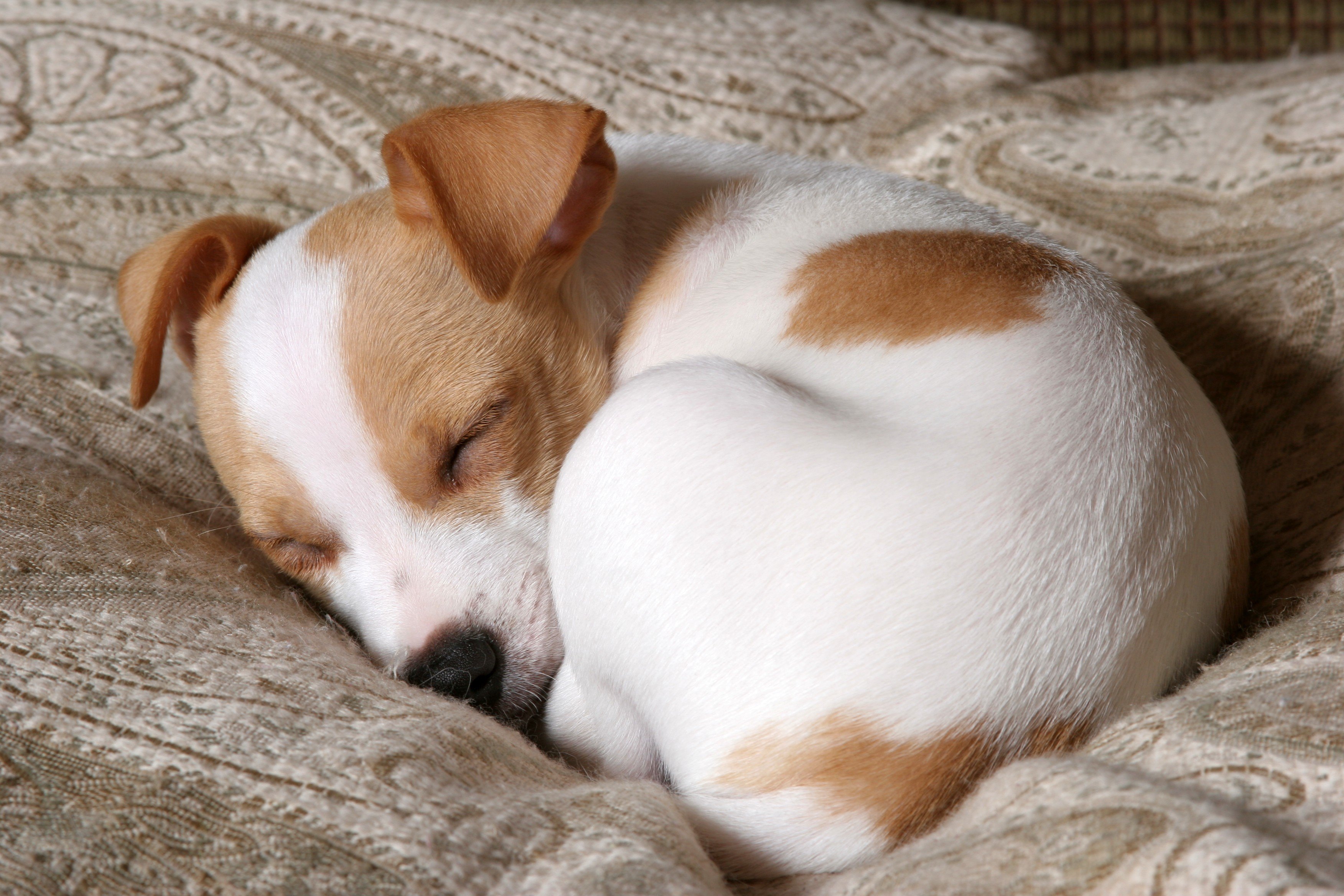 Cute Dog Sleeping Positions