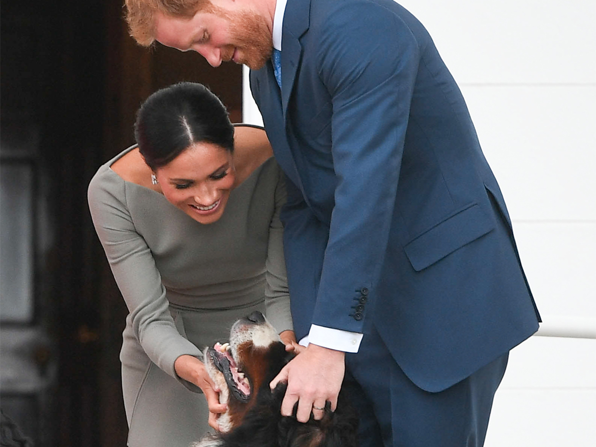 Harry and Meghan Finally Confirm They Have a New Dog