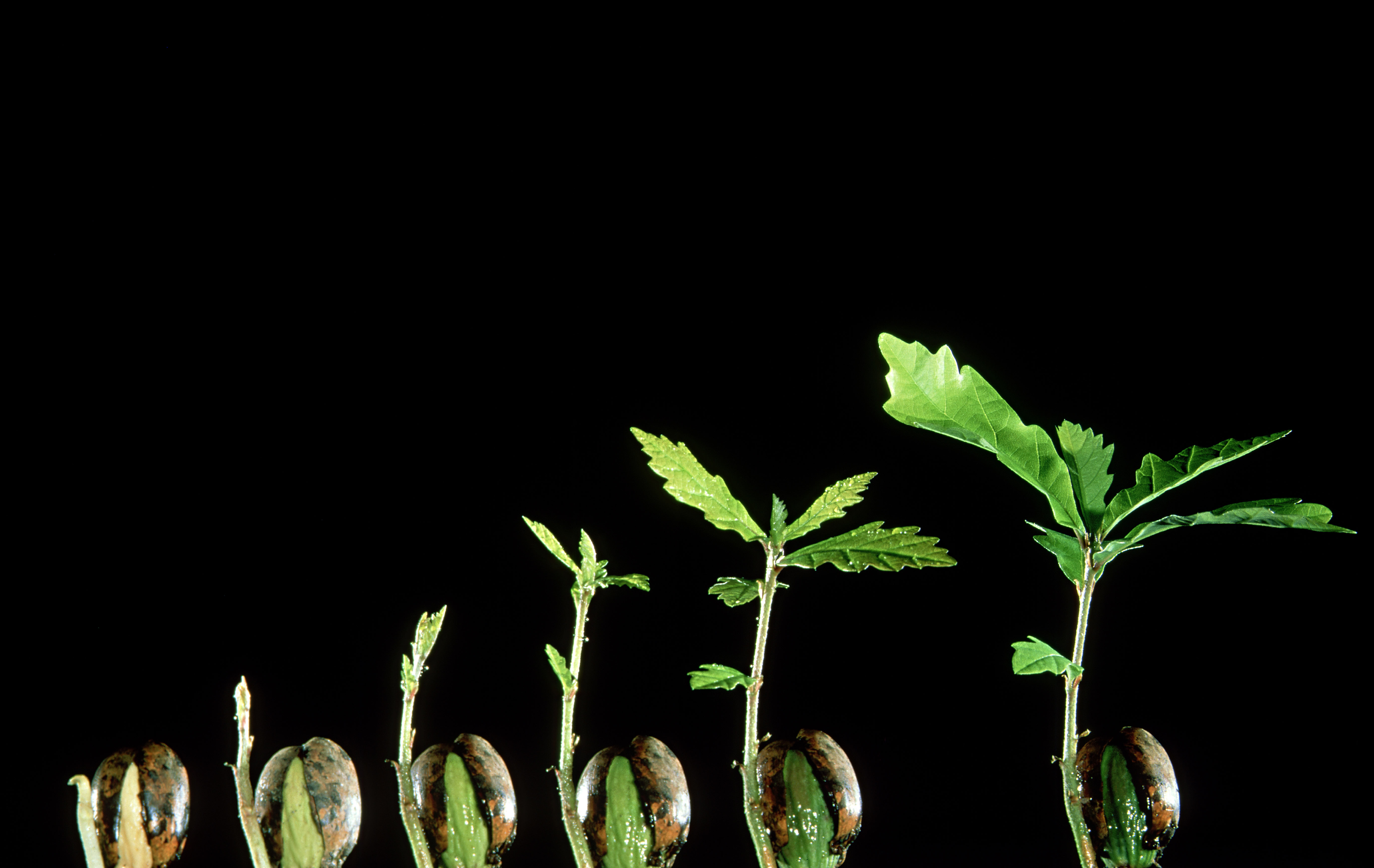 Watching Time-Lapse Video of Plants Growing Is Oddly Comforting