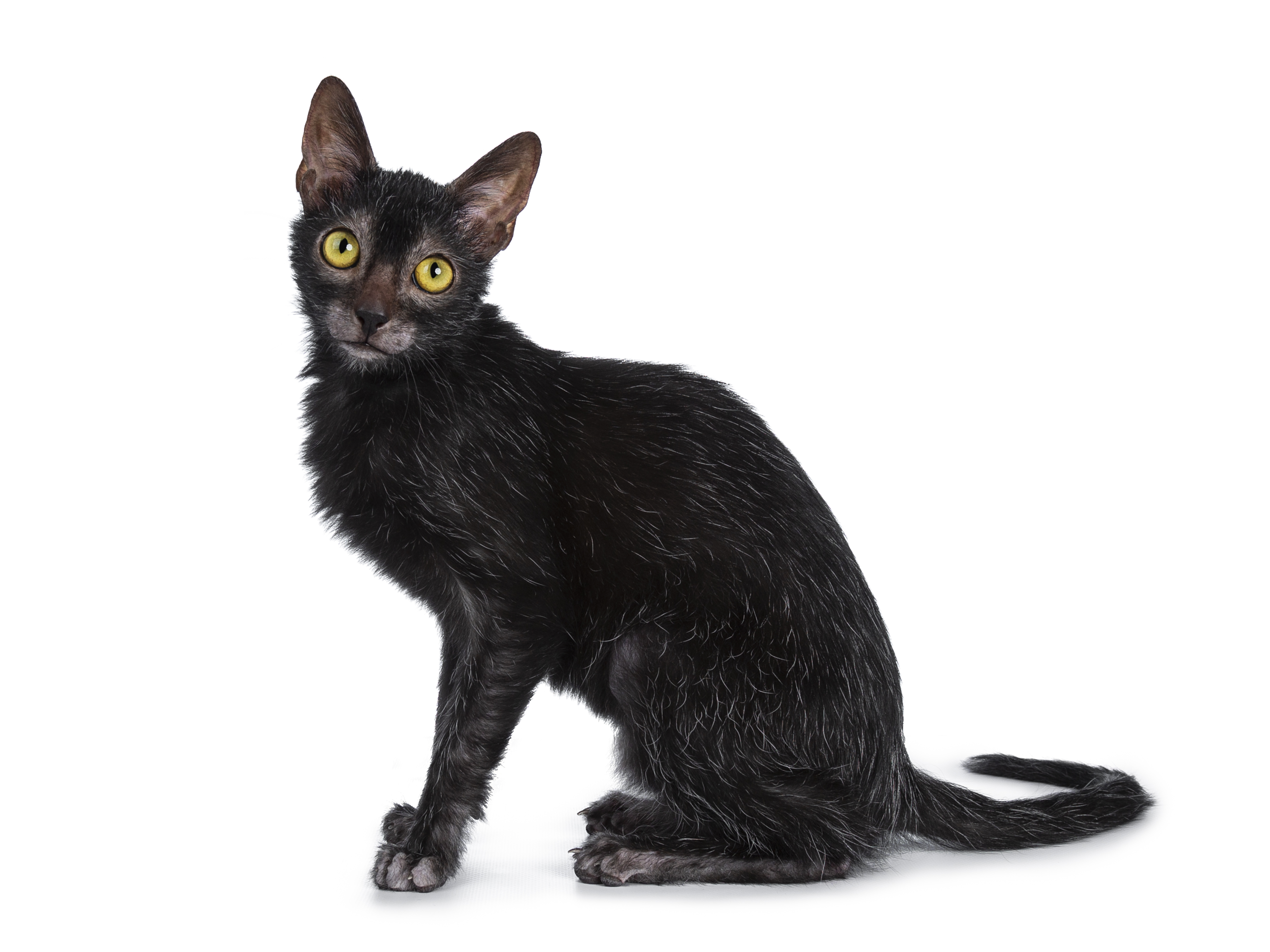 This Werewolf Cat Breed — Lykoi — Acts Like a Dog