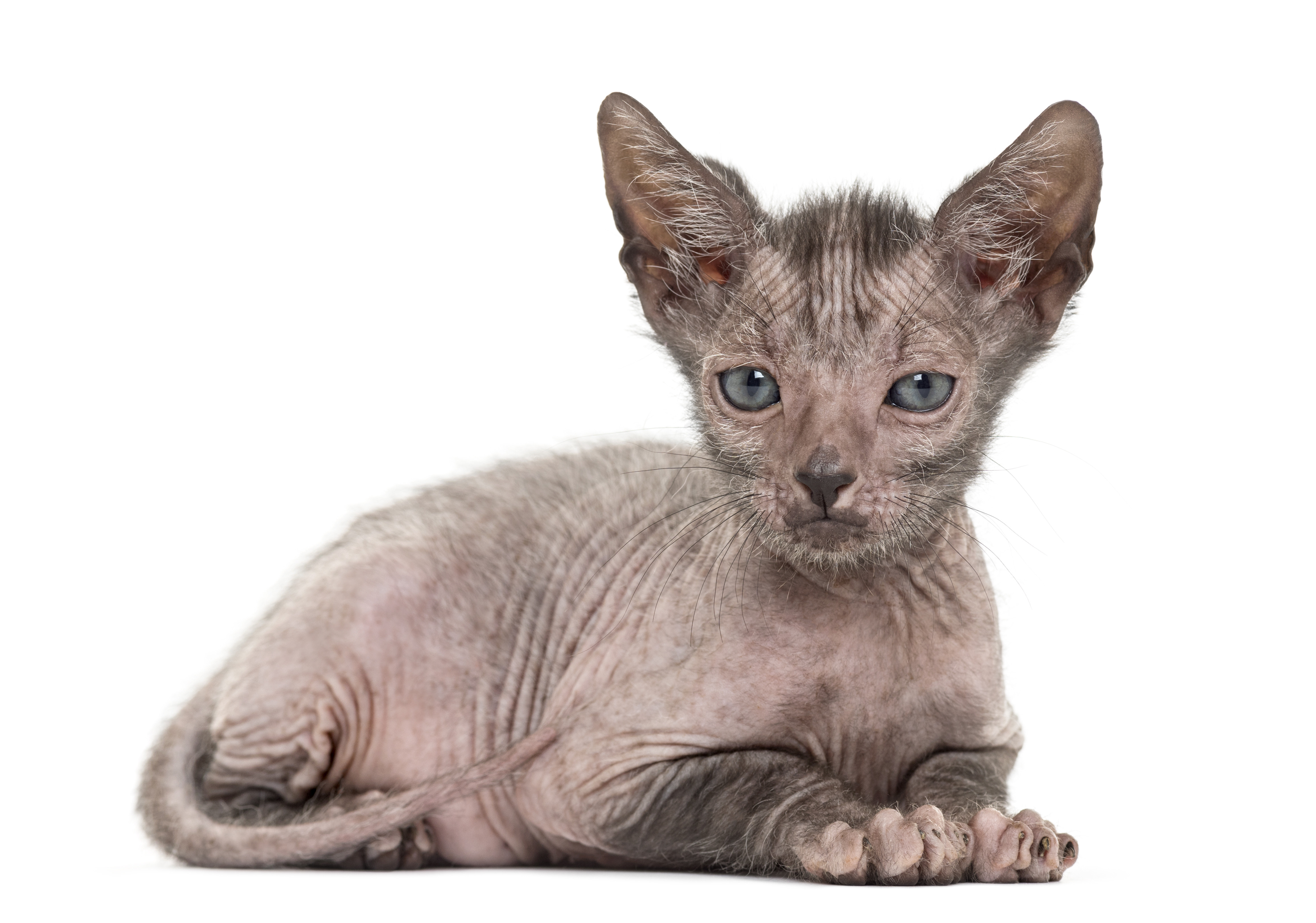 This Werewolf Cat Breed — Lykoi — Acts Like a Dog