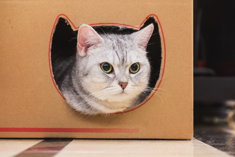 17 Cats in Boxes That Prove It's the Ultimate Feline Fun
