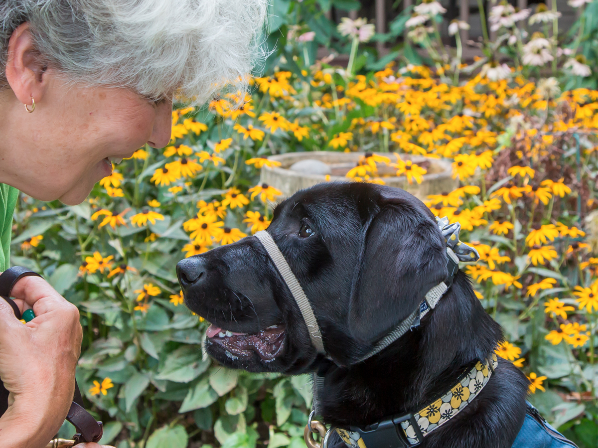 Do Guide Dogs Know Their Owners Are Blind?
