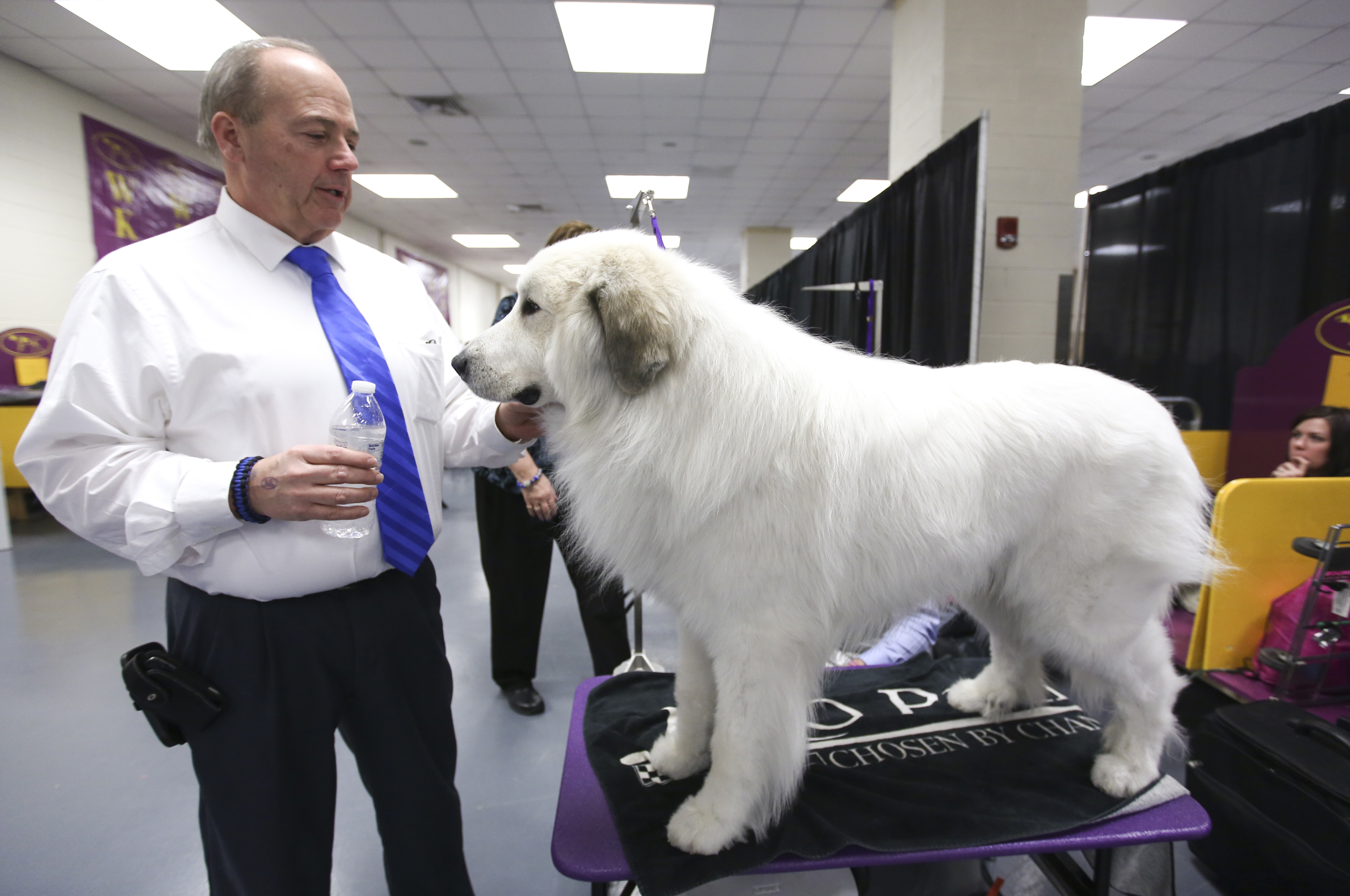 7 Breeds of Big Dogs Who Are All Good Boys (and Girls)