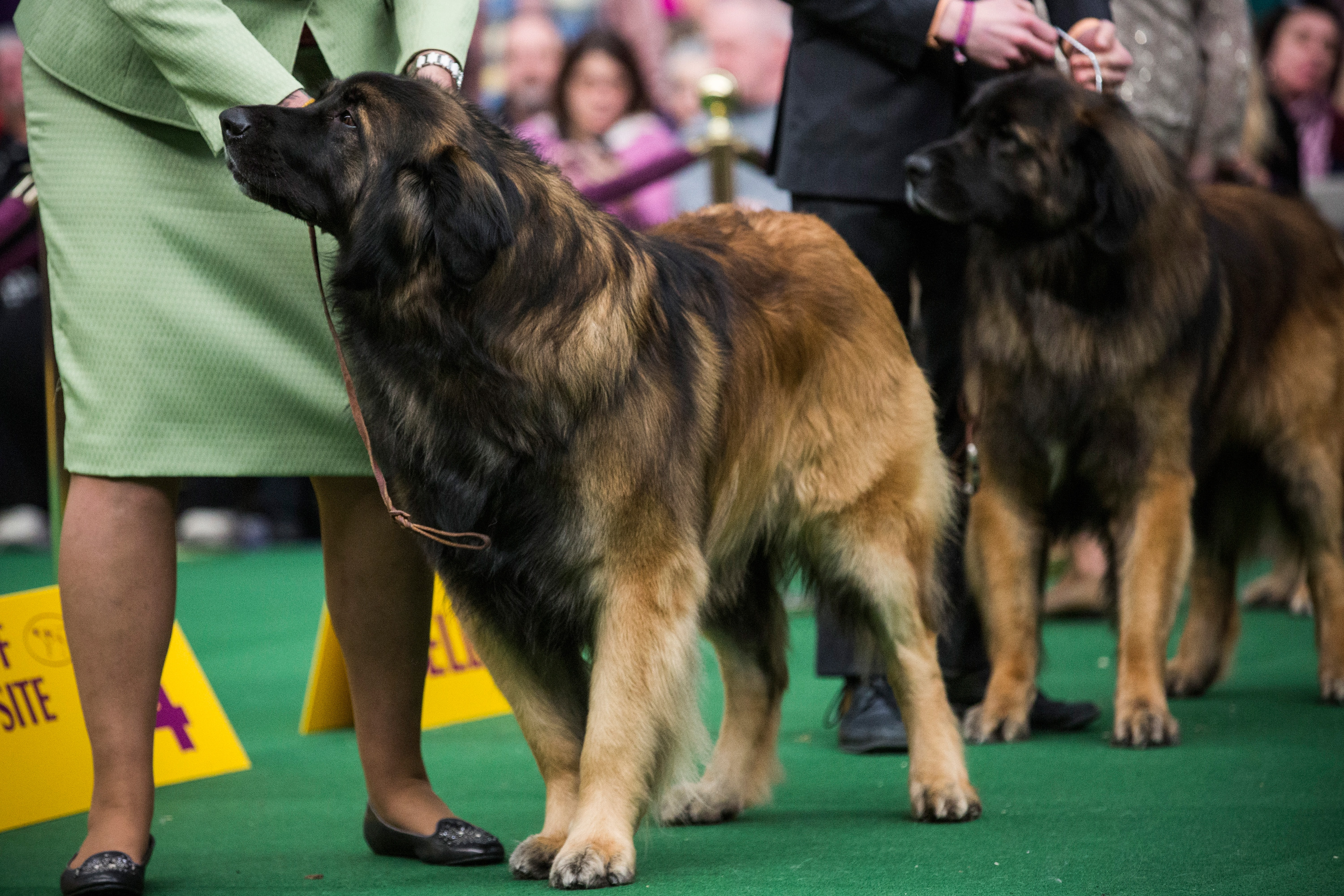 7 Breeds of Big Dogs Who Are All Good Boys (and Girls)
