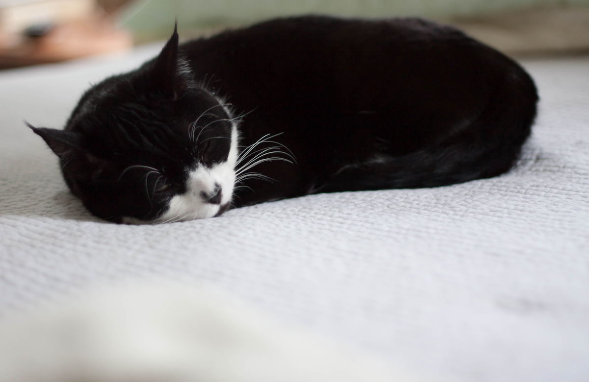 Do Cats Dream? Vet Weigh In On Feline Dreaming | Woman's World