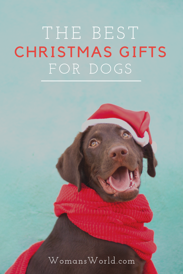 20 Best Dog Christmas Gifts to Get Your Precious Pup This Year