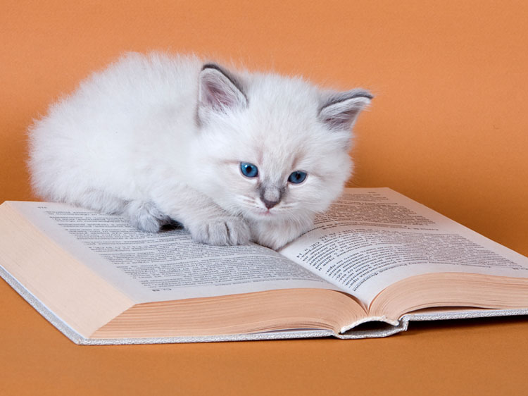 Cute Kitty Book Cute Purple Cat With Book Lover