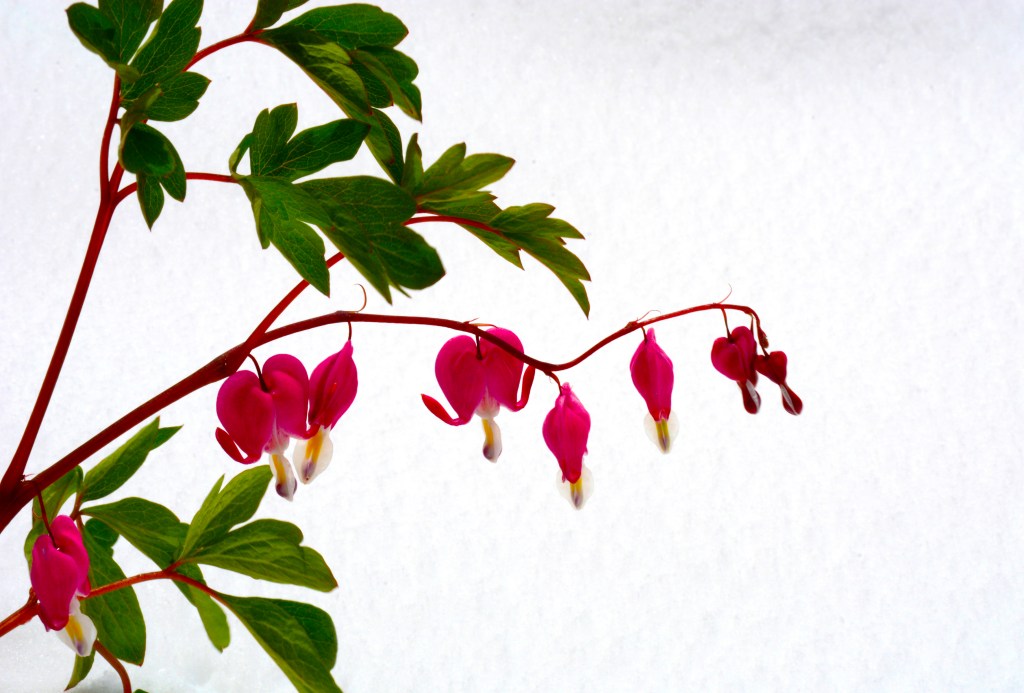 Flowers in Snow to Remind You Winter Is Not Forever