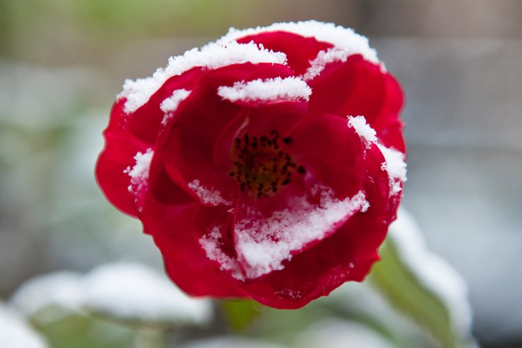 Flowers in Snow to Remind You Winter Is Not Forever