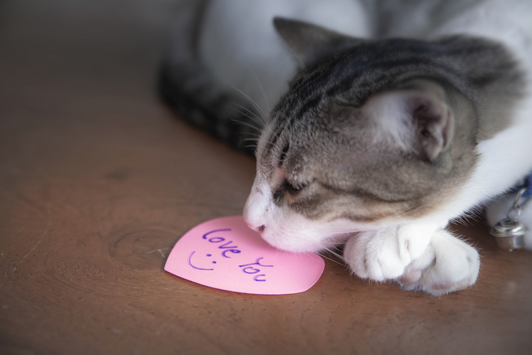 Valentine's Day Cats That Are So Lovable It Hurts