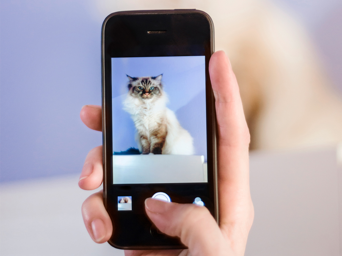 The Best Cat Photography Tips From a Professional