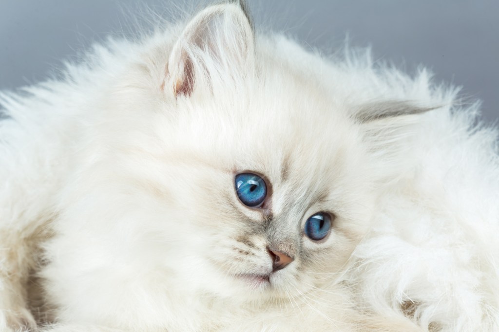 White Fluffy Cat With Blue Eyes