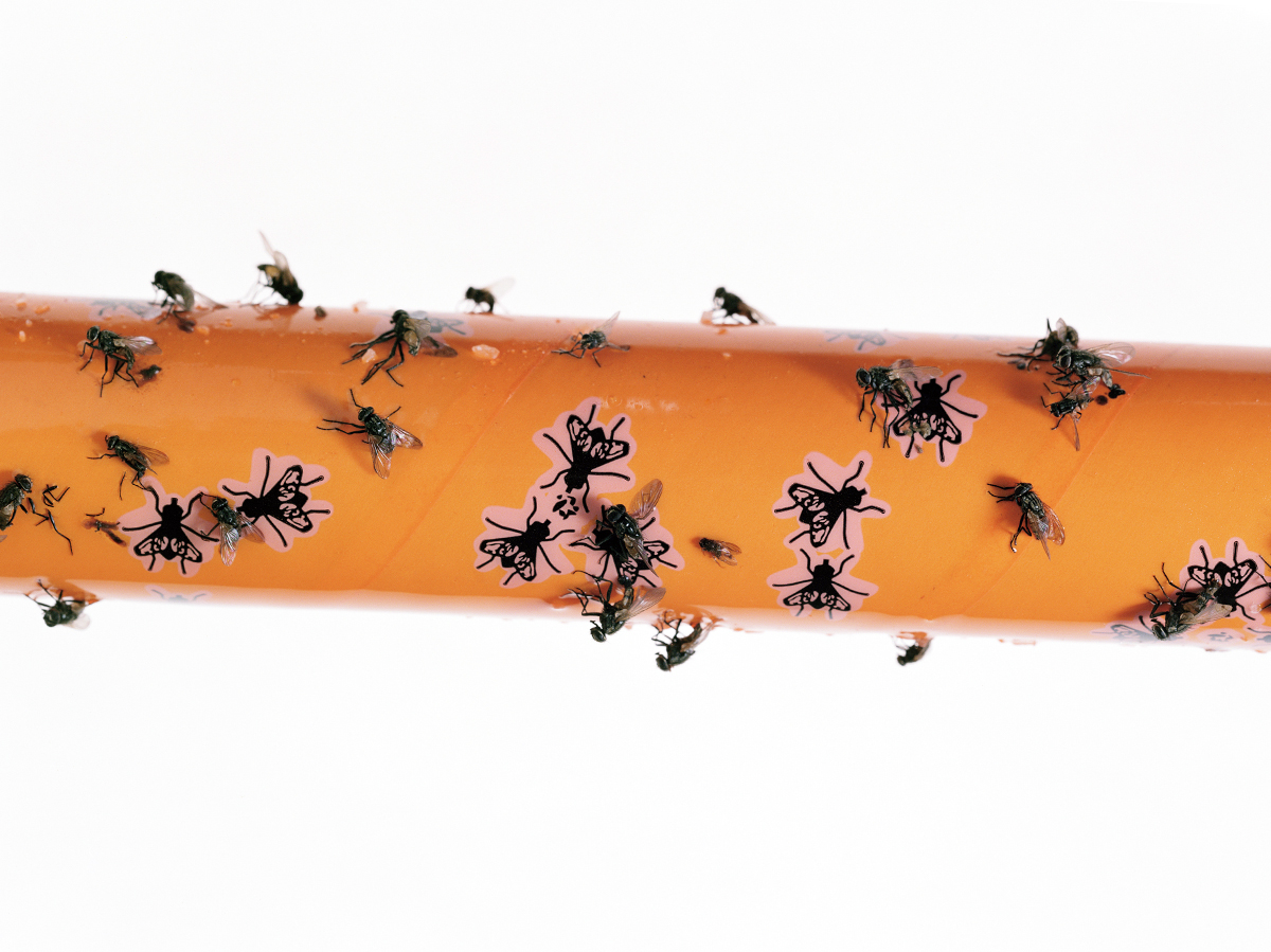 How to Make Your Own Fly Paper