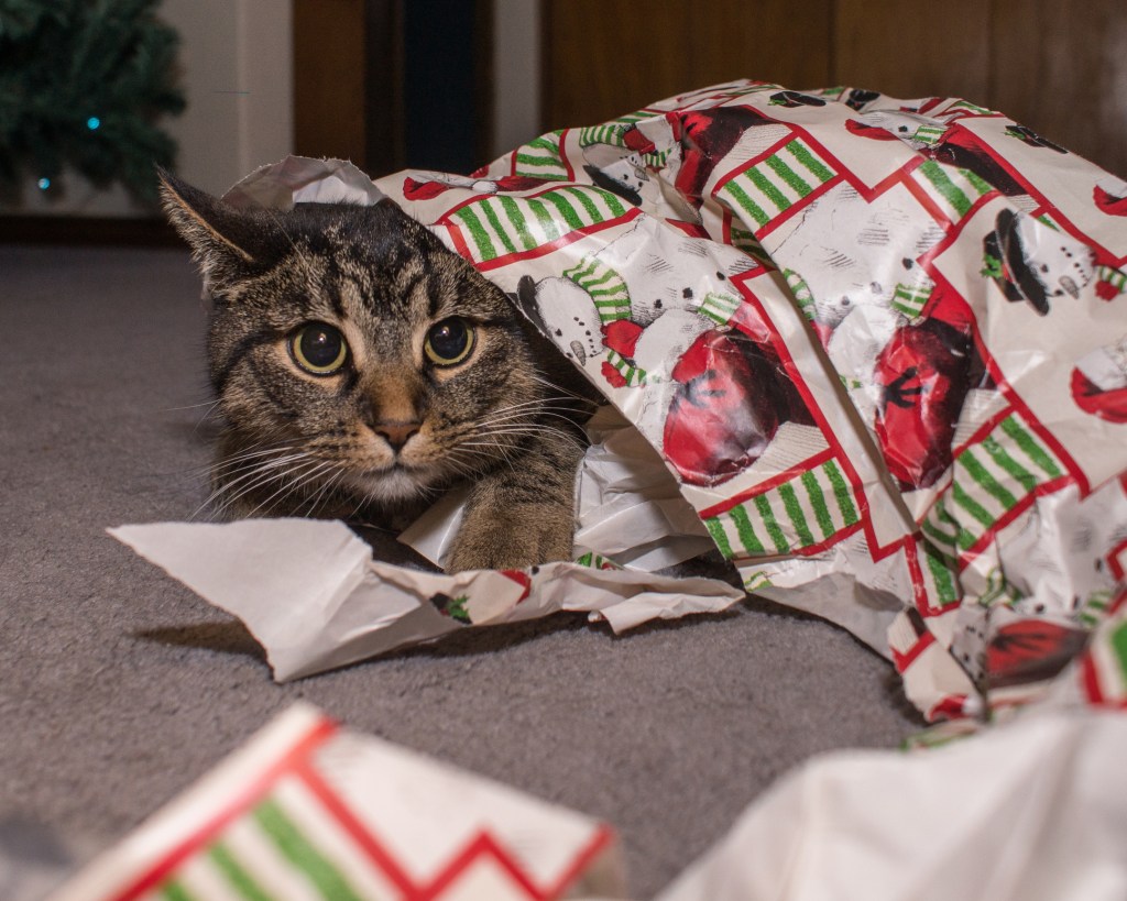 The Best Christmas Presents for Cats