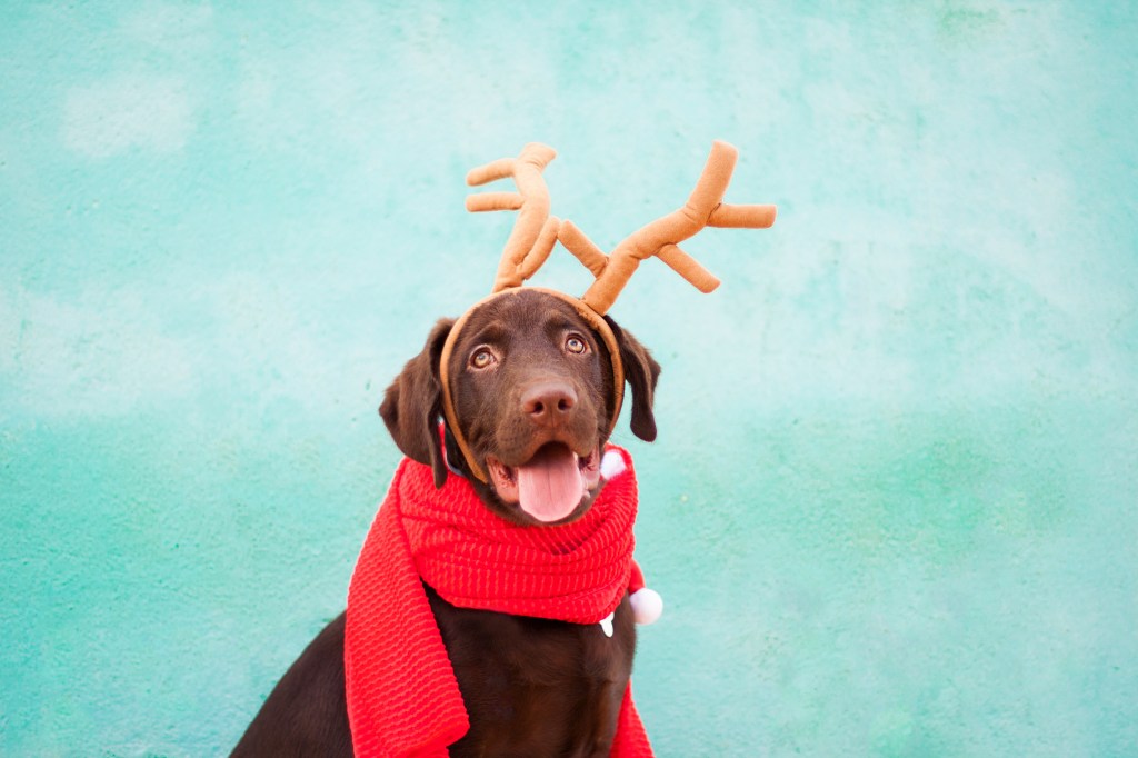 15 Christmas Dogs Who Are Ready for Santa's Arrival | Woman's World