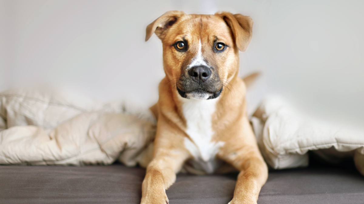 15 of the Cutest Mixed Breed Dogs | Woman's World