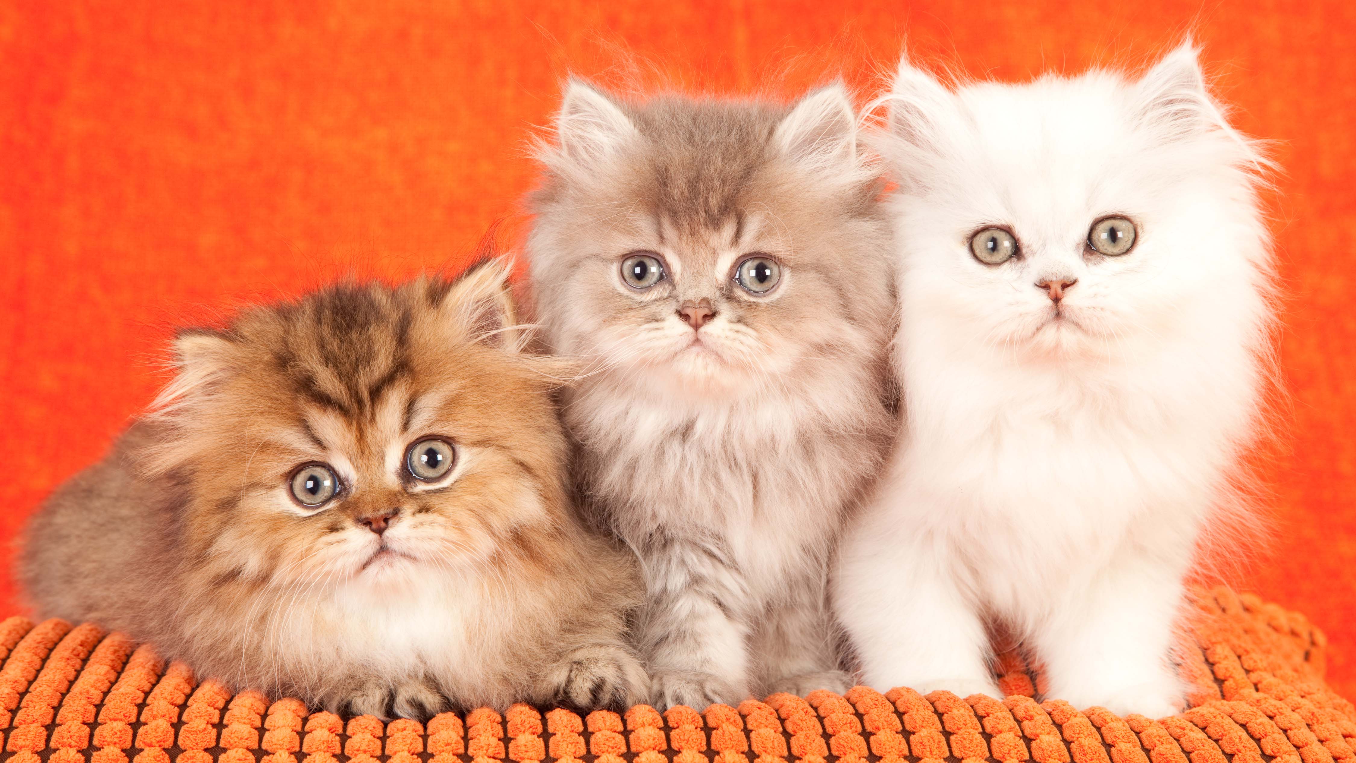 7 Flat Face Cat Breeds That Are Almost Too Cute | Woman's World