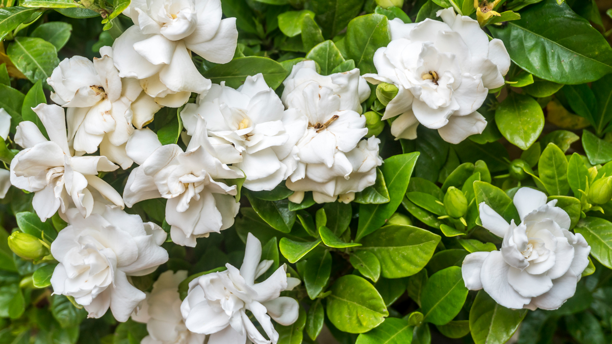 The Healing Power of Flowers For Joint Pain and More | Woman's World